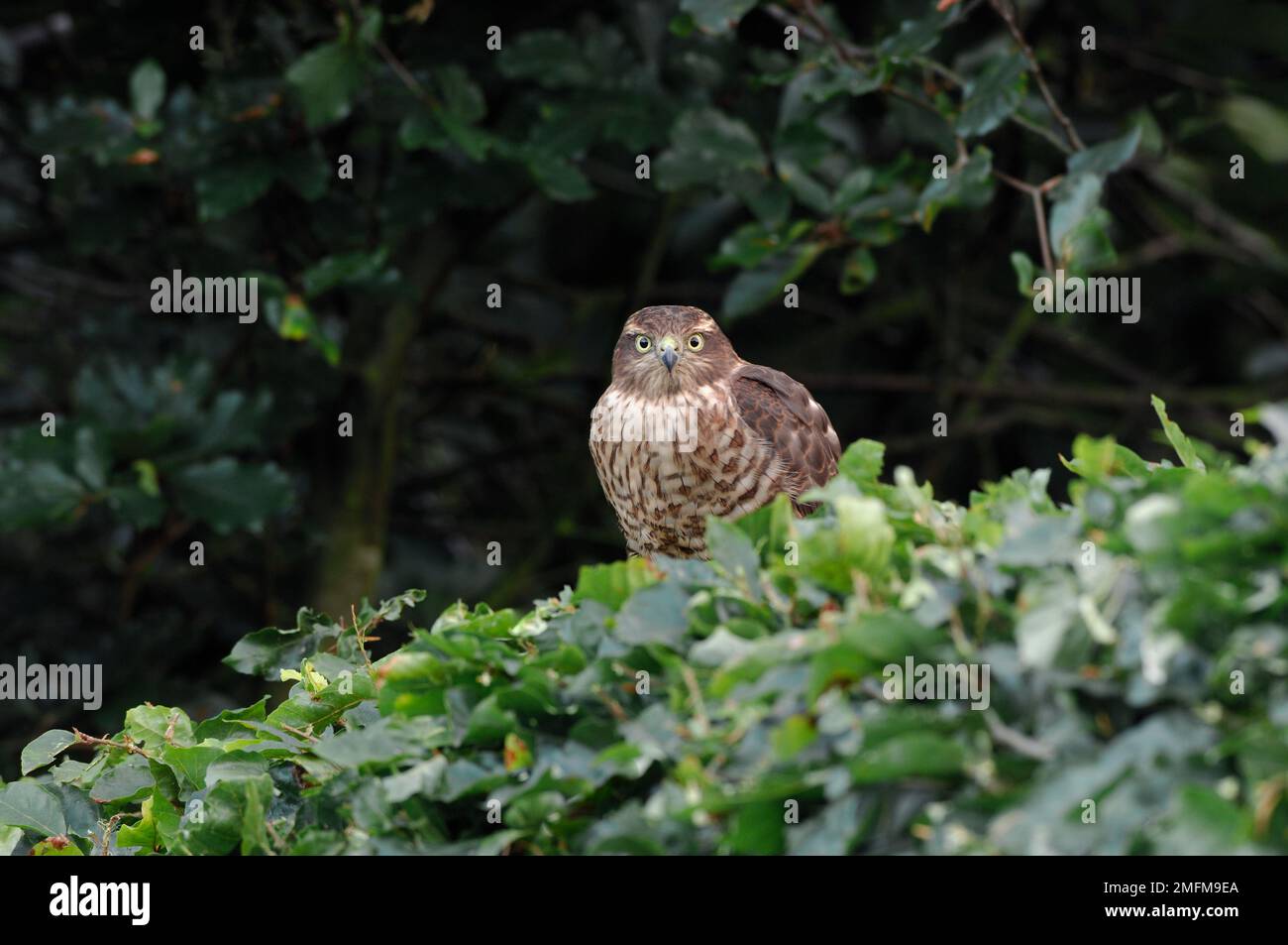 Sparrowhawk (Accipiter nisus) female bird perched on top of a beech ...