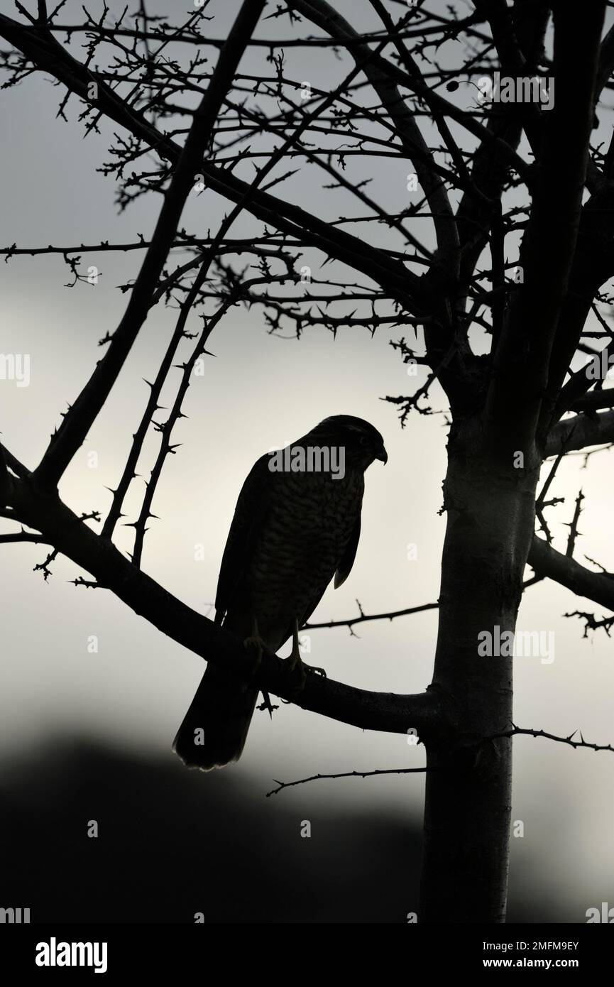 Accipiter Silhouette