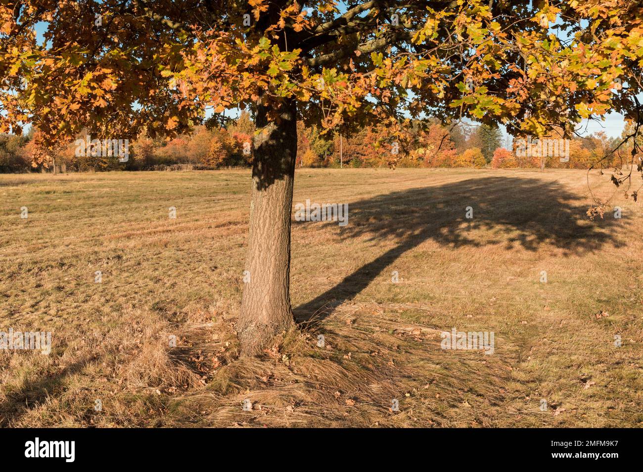 A single tree in a meadow and its shadow falling on the grass. Autumn ...