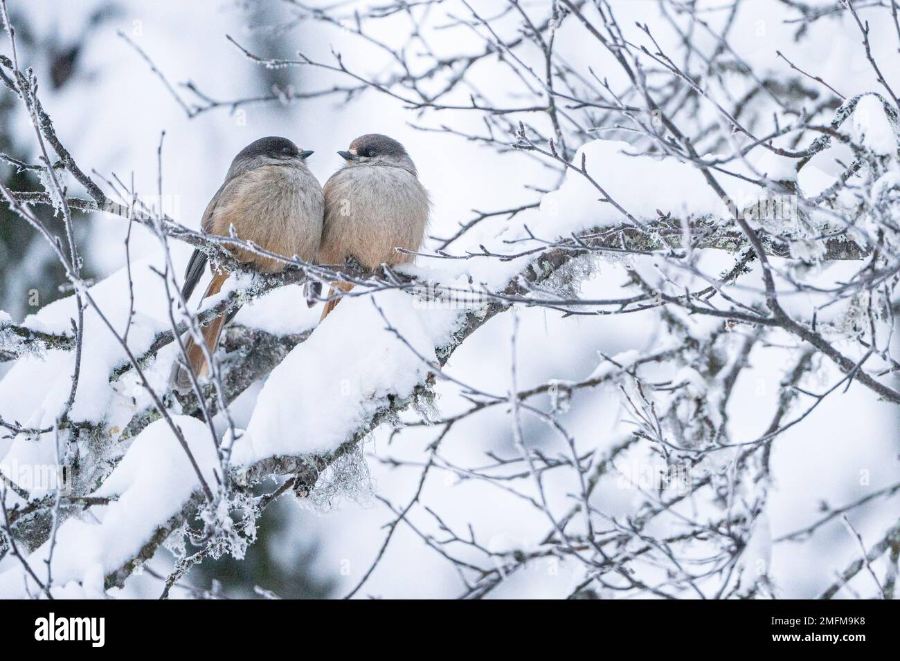 Kuusamo, Finland, January 20, 2023 - Birds named "Siberian Jay" in the ...