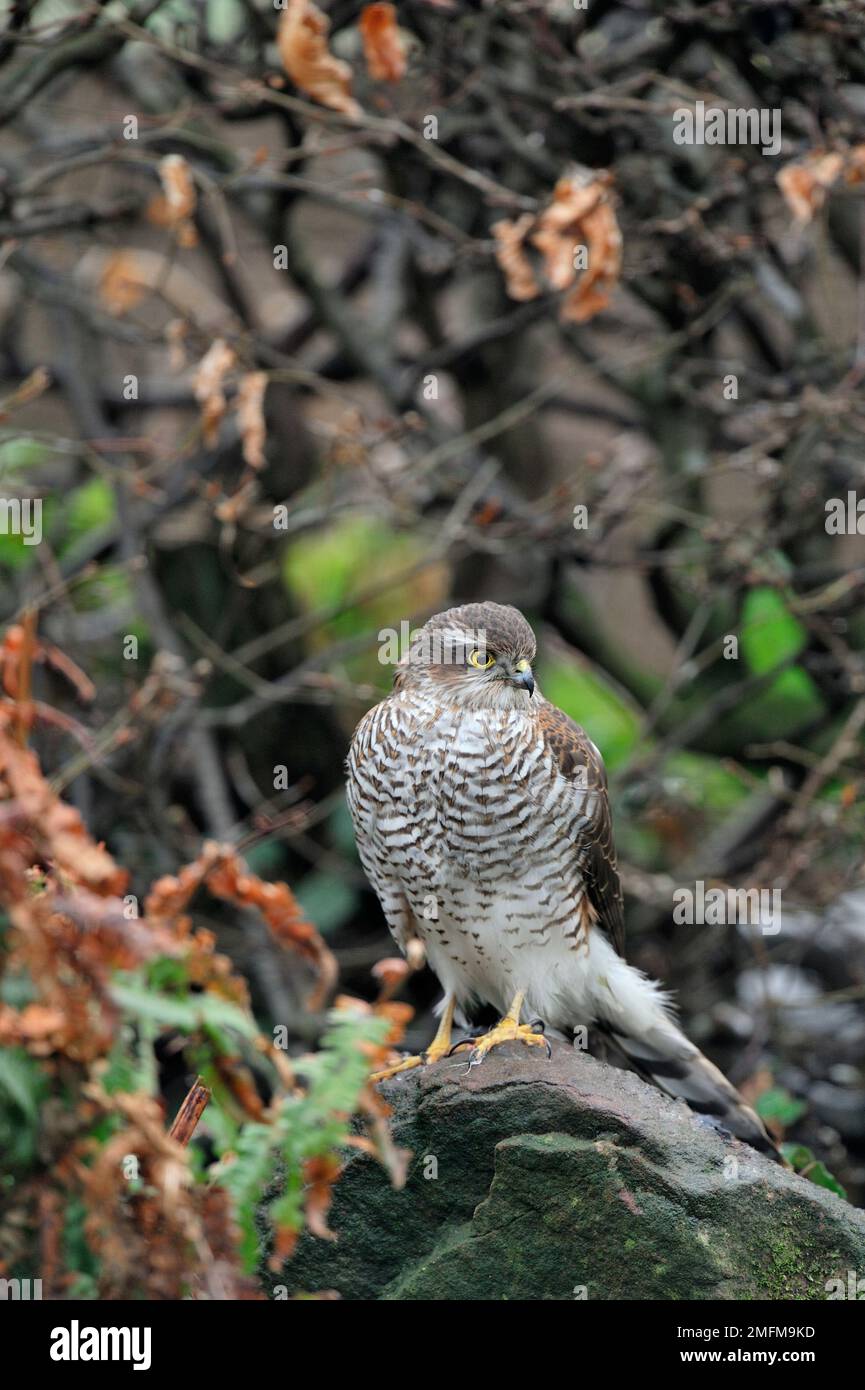 Sparrowhawk (Accipiter nisus) female bird perched in garden rockery ...