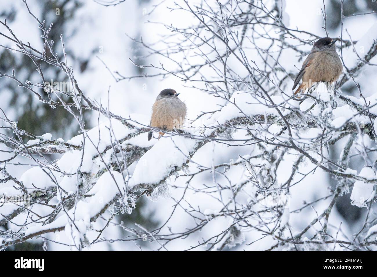 Kuusamo, Finland, January 20, 2023 - Birds named "Siberian Jay" in the ...