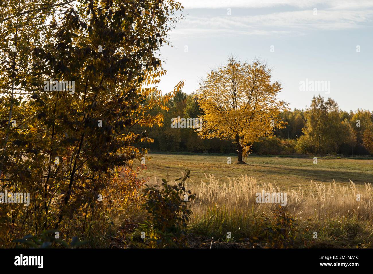 A single tree in a meadow and its shadow falling on the grass. Autumn ...