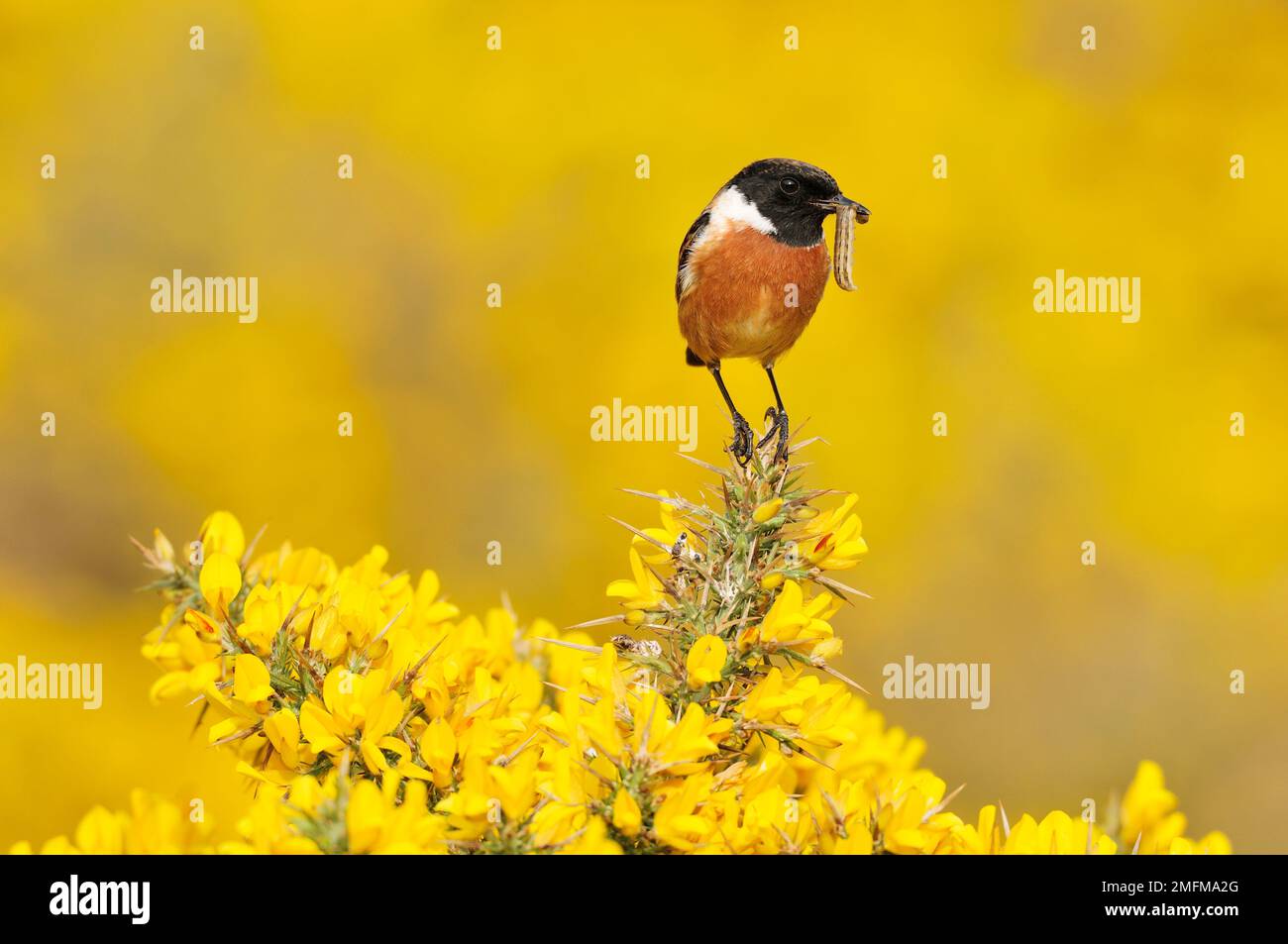 Stonechat (Saxicola torquata) male bird on lookout perch on gorse ...