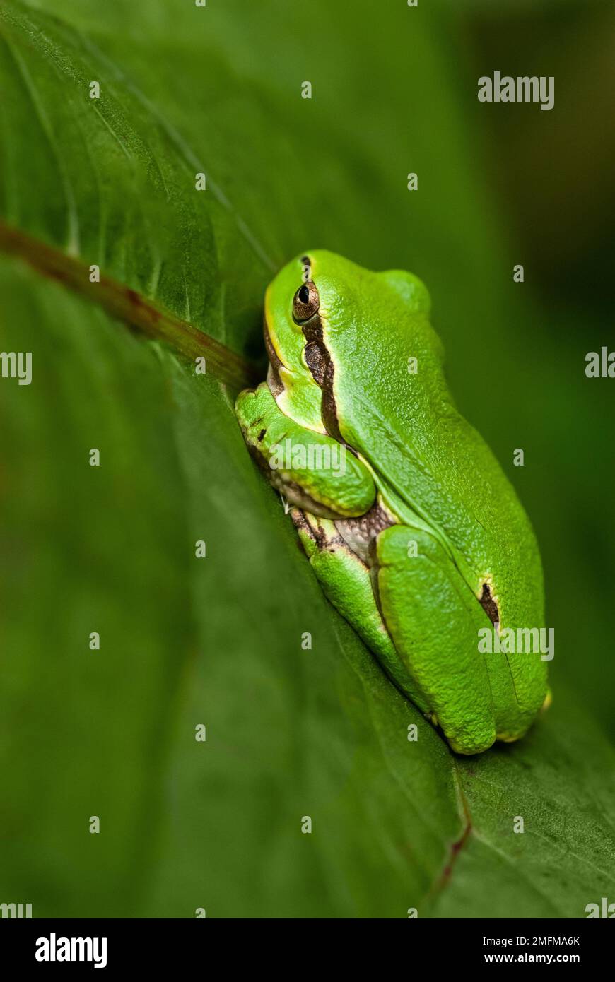 tree frog - Hyla arborea Stock Photo - Alamy