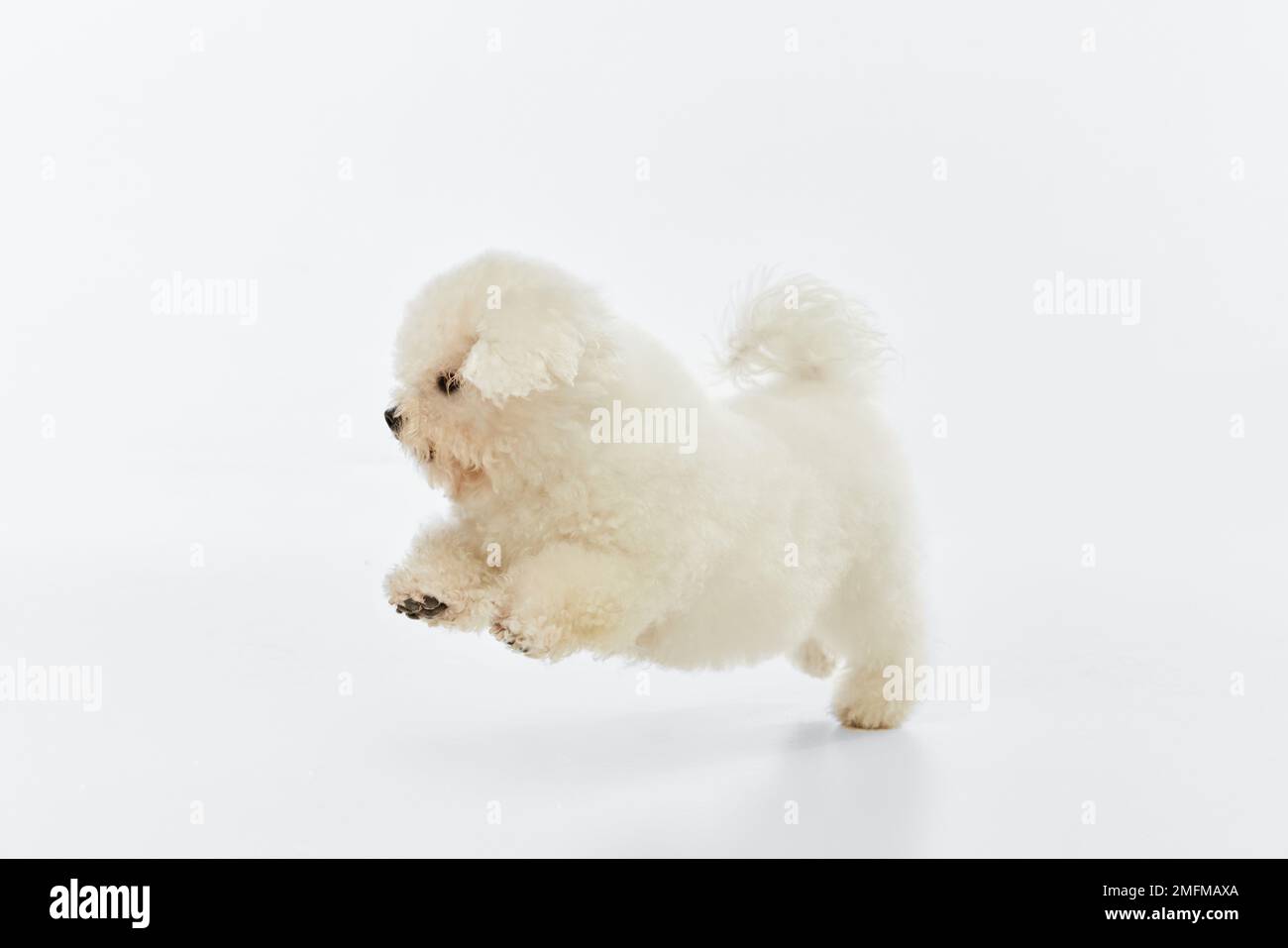 Studio shot of fluffy hairy dog bichon frize playing over white studio ...