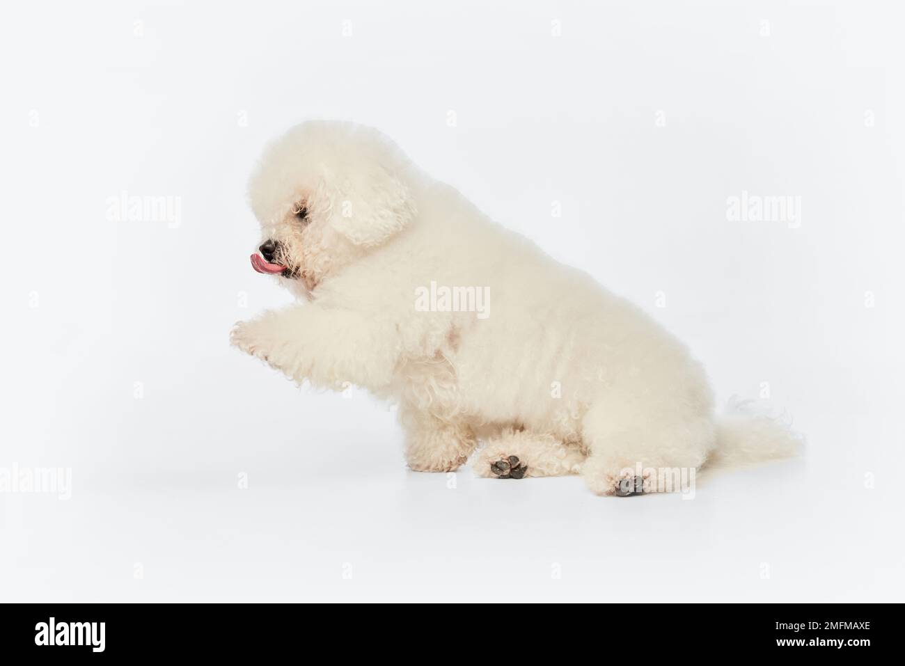 White fluffy hairy dog bichon frize sitting and giving paw over white ...