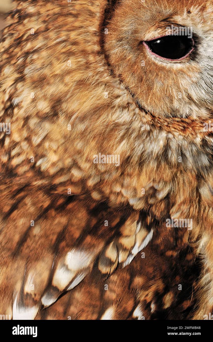 Mildlothian hi-res stock photography and images - Alamy