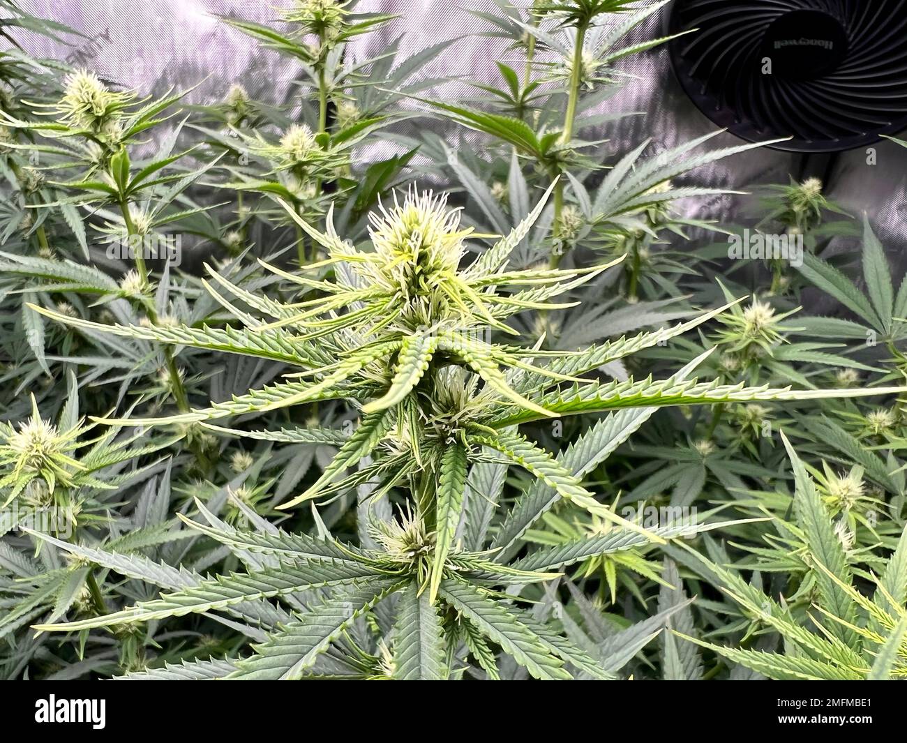 A closeup of a garden full of long green Marijuana cannabis plants ...