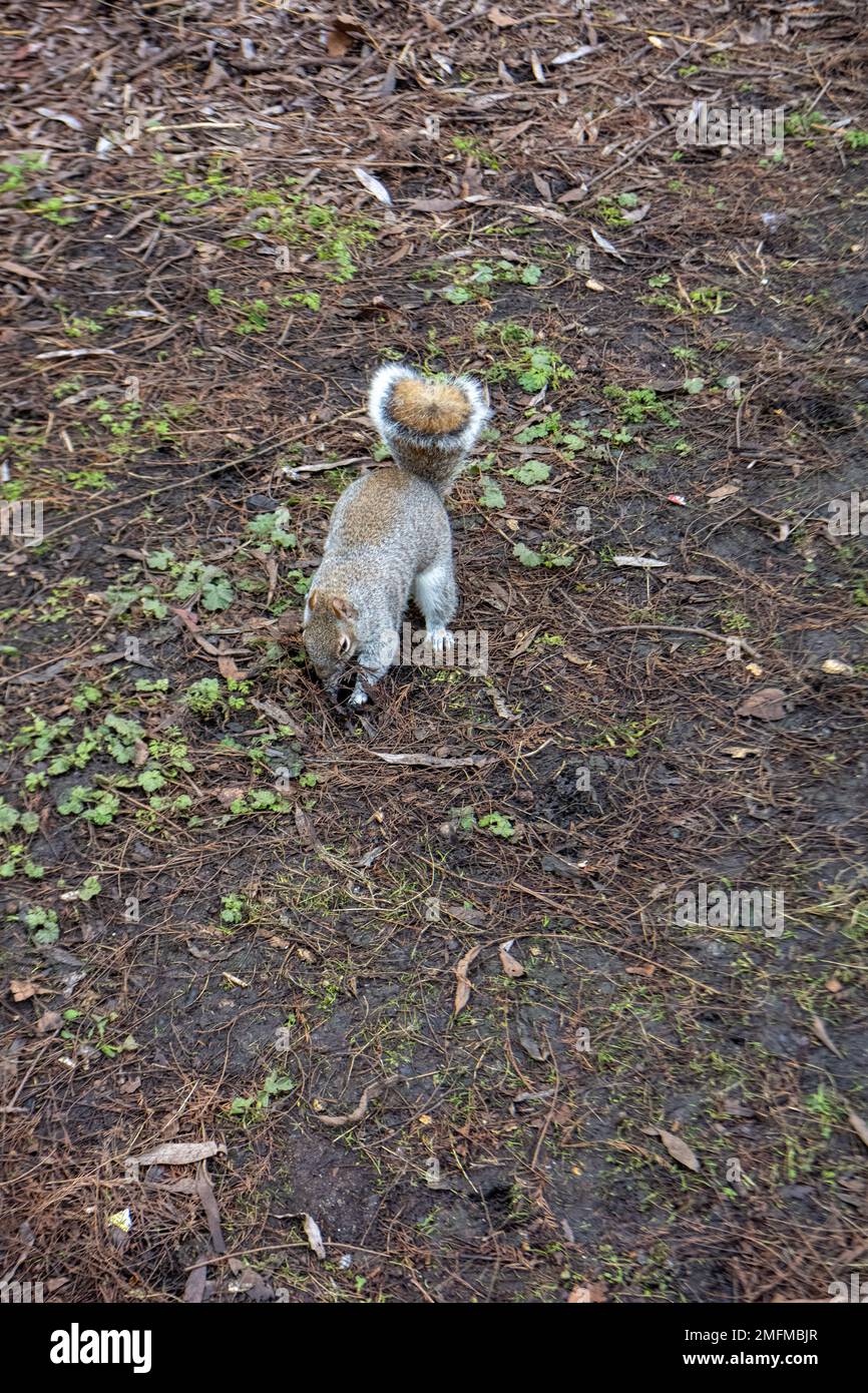 St james london squirrel hi-res stock photography and images - Alamy