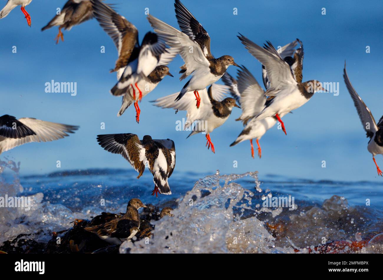 Turnstones (Arenaria interpres), flock rising into the air after being ...
