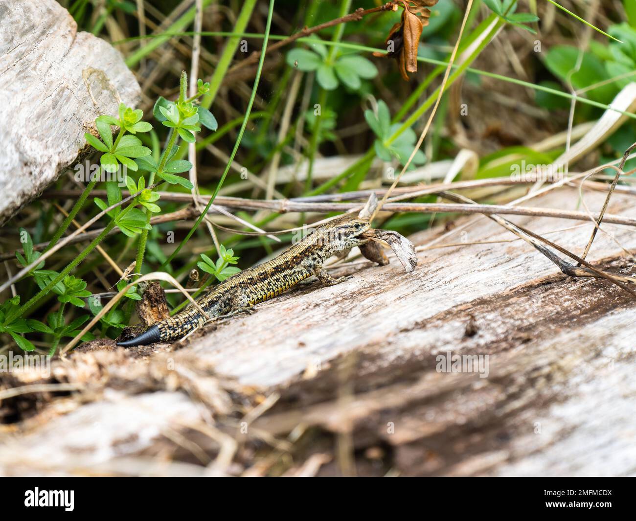 Common Lizard Predating a Moth Stock Photo - Alamy