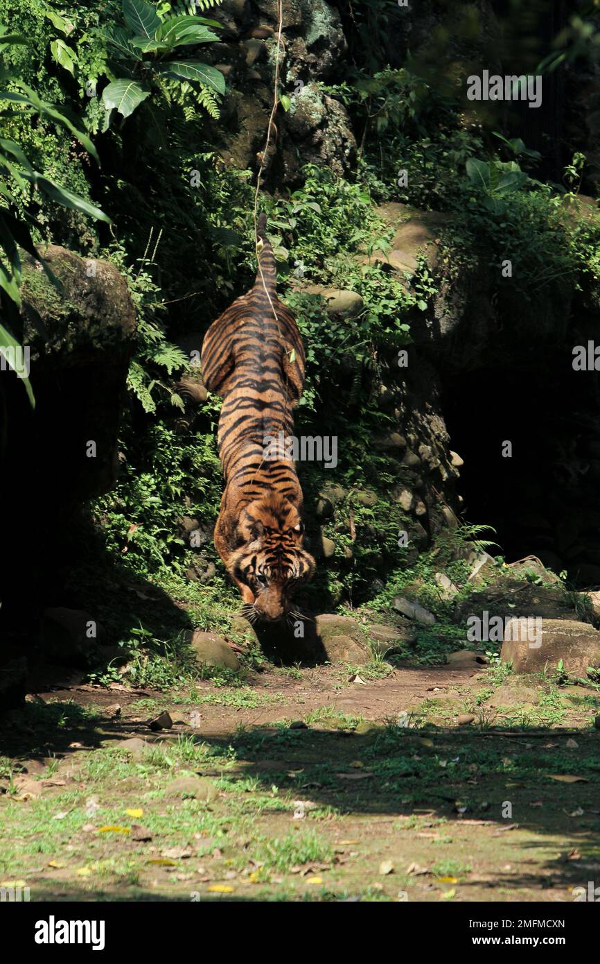 Tiger jumping forward hi-res stock photography and images - Alamy