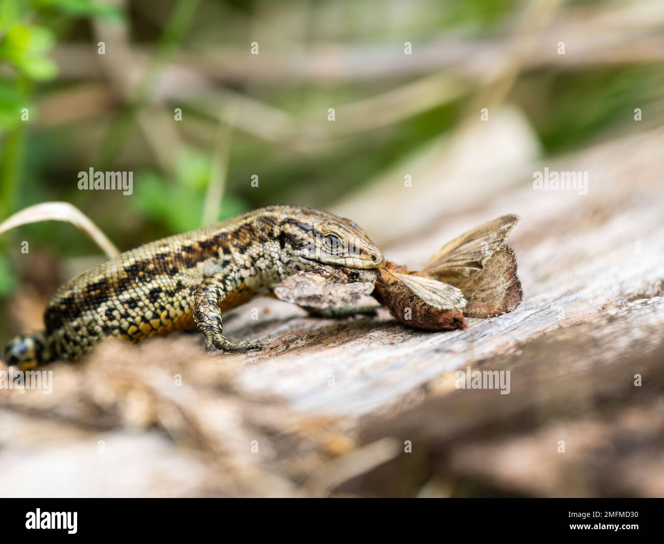 Common Lizard Predating a Moth Stock Photo - Alamy