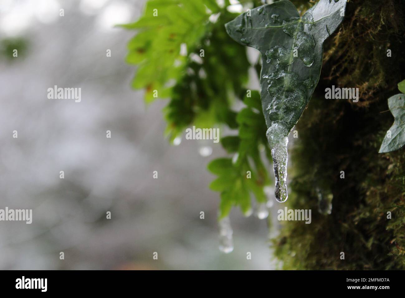 Small icicle on ivy leaf with copy space. Icy green winter background ...
