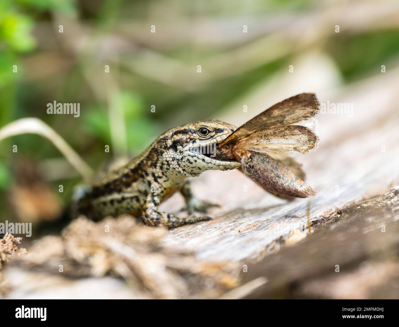 Common Lizard Predating a Moth Stock Photo - Alamy