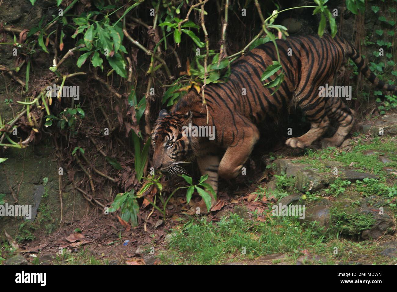Hunter tiger hi-res stock photography and images - Alamy