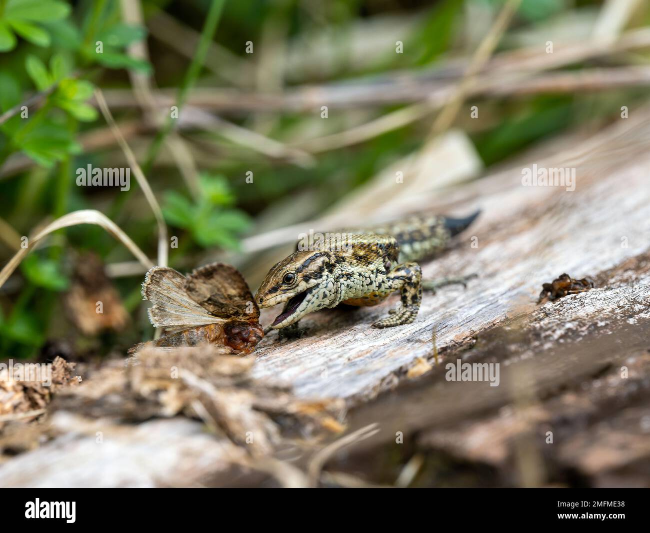 Common Lizard Predating a Moth Stock Photo - Alamy