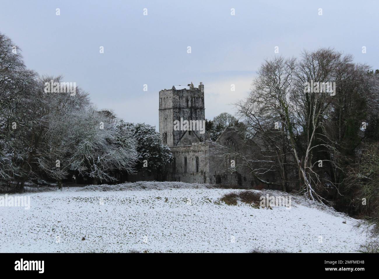 Muckross Abbey in winter after snowfall. Snow covered Muckross Abbey at ...
