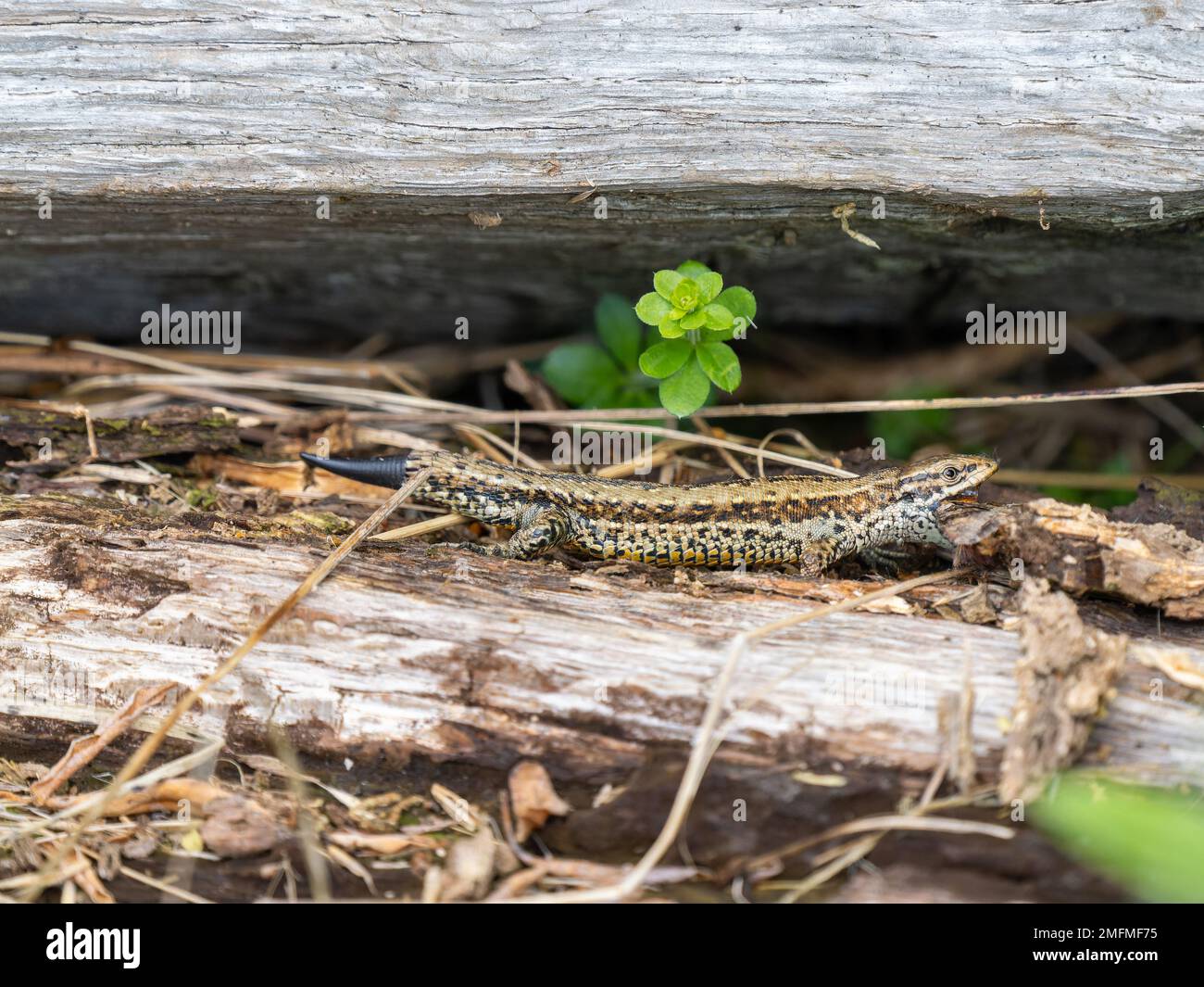 Common Lizard Predating a Moth Stock Photo - Alamy