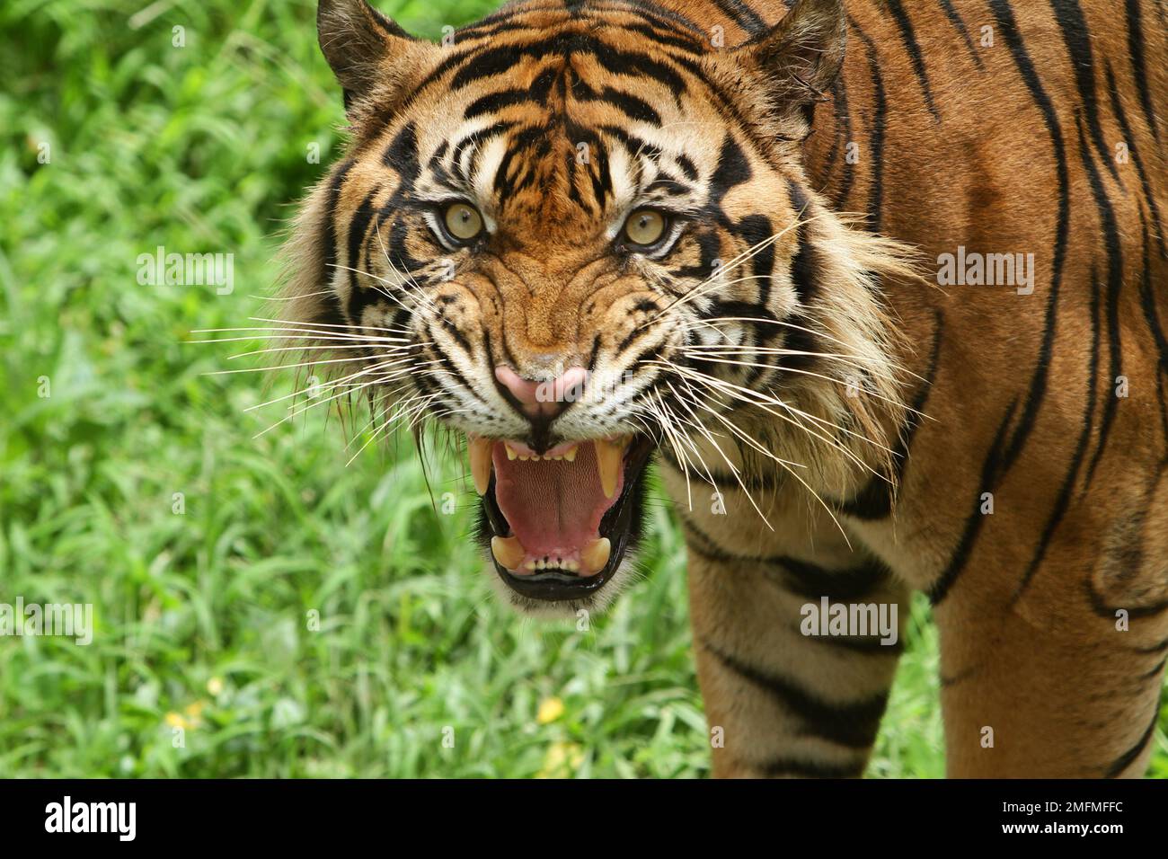 Sumatran tiger roaring hi-res stock photography and images - Alamy
