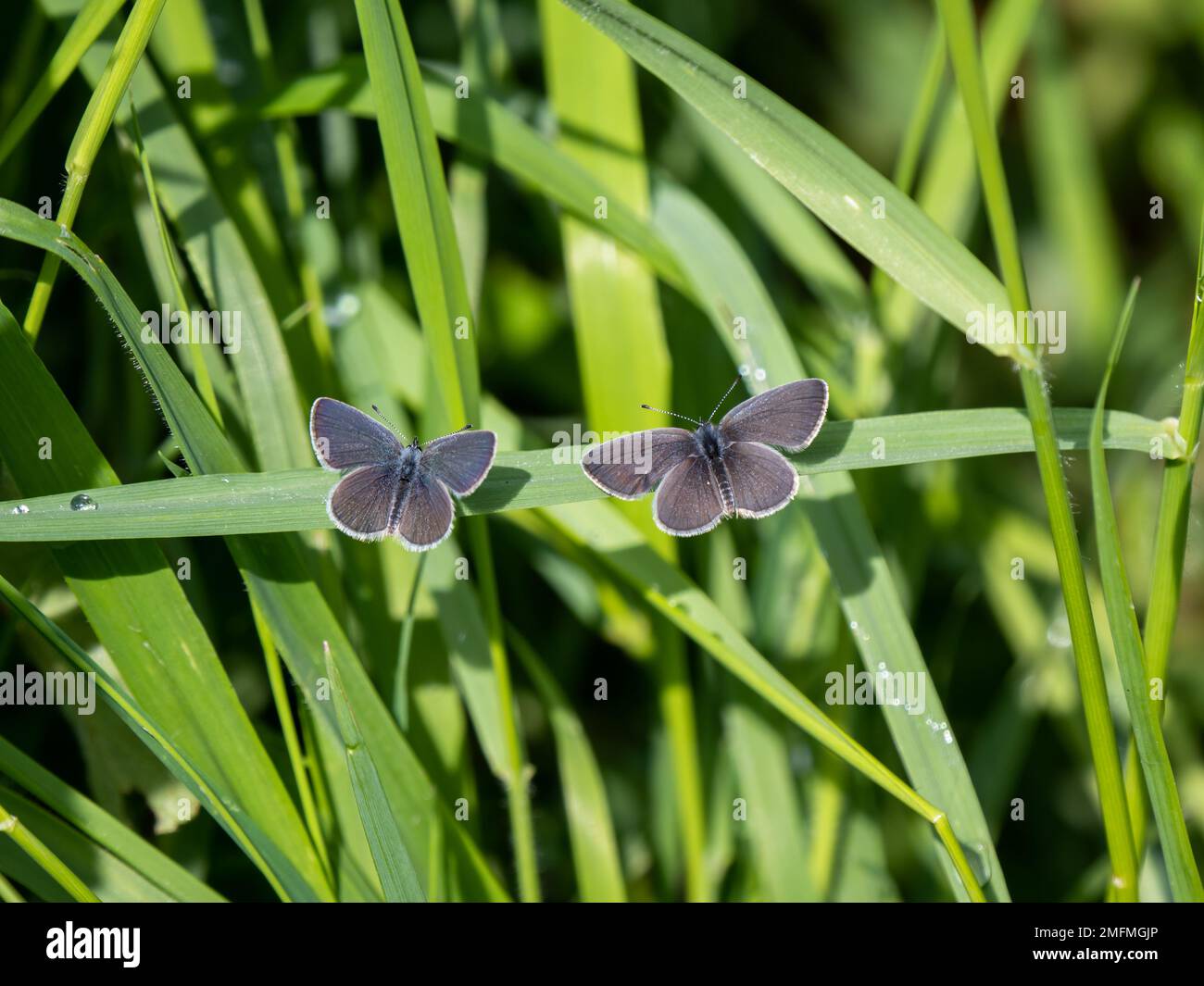 Two Small Blue Butterflies Stock Photo - Alamy