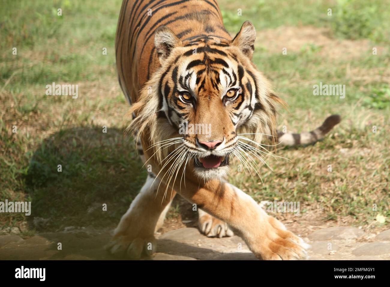 Tiger looking back camera hi-res stock photography and images - Alamy