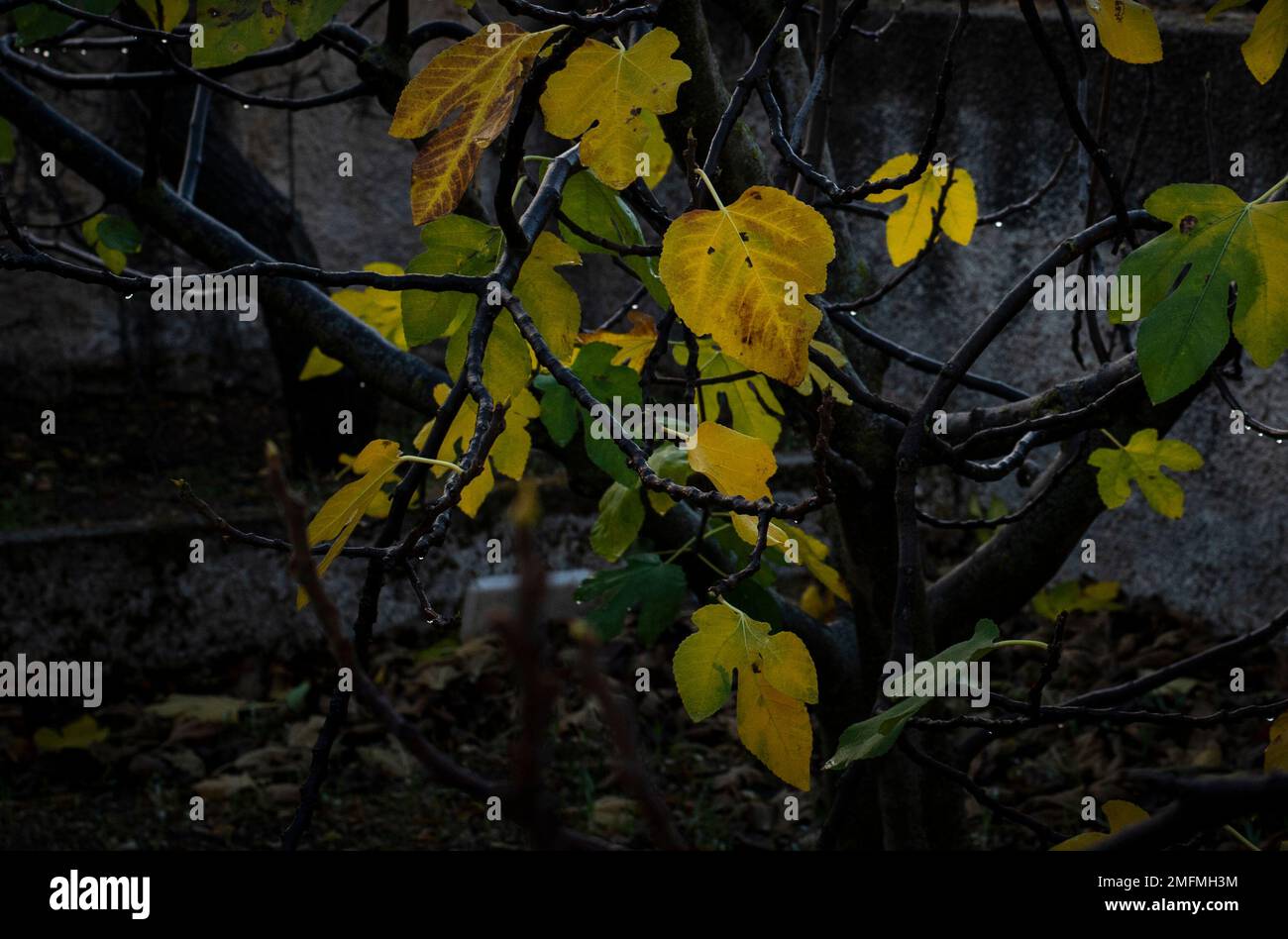 autumn yellow leaves dark and moody fig tree Stock Photo - Alamy