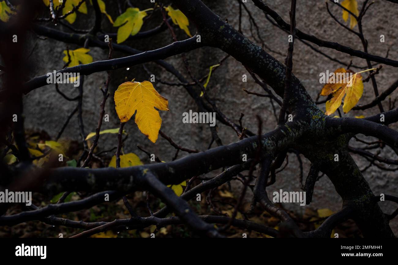 Moody dark art floral hi-res stock photography and images - Alamy