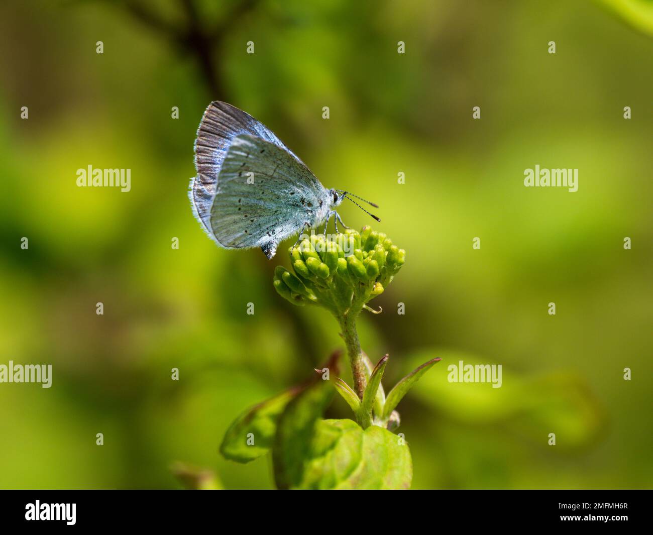 Holly Blue Butterfly Egg Laying Stock Photo - Alamy