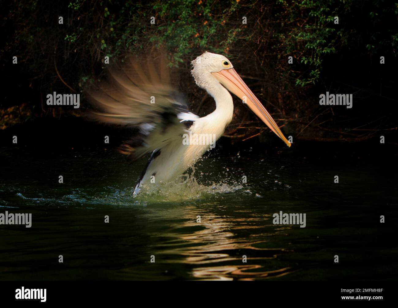 Flapping species hi-res stock photography and images - Alamy