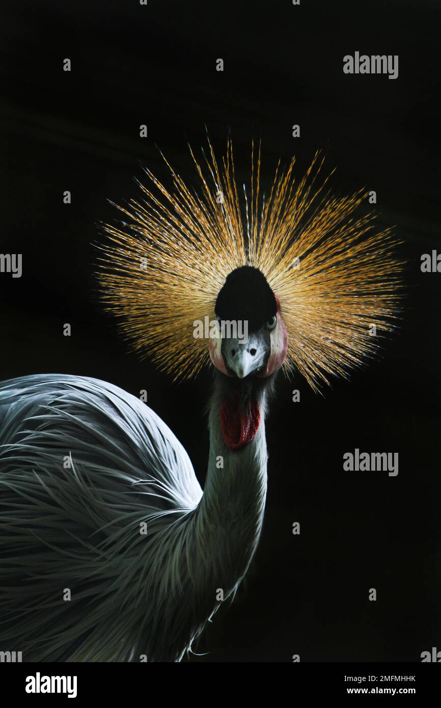 Queen bird watching hi-res stock photography and images - Alamy