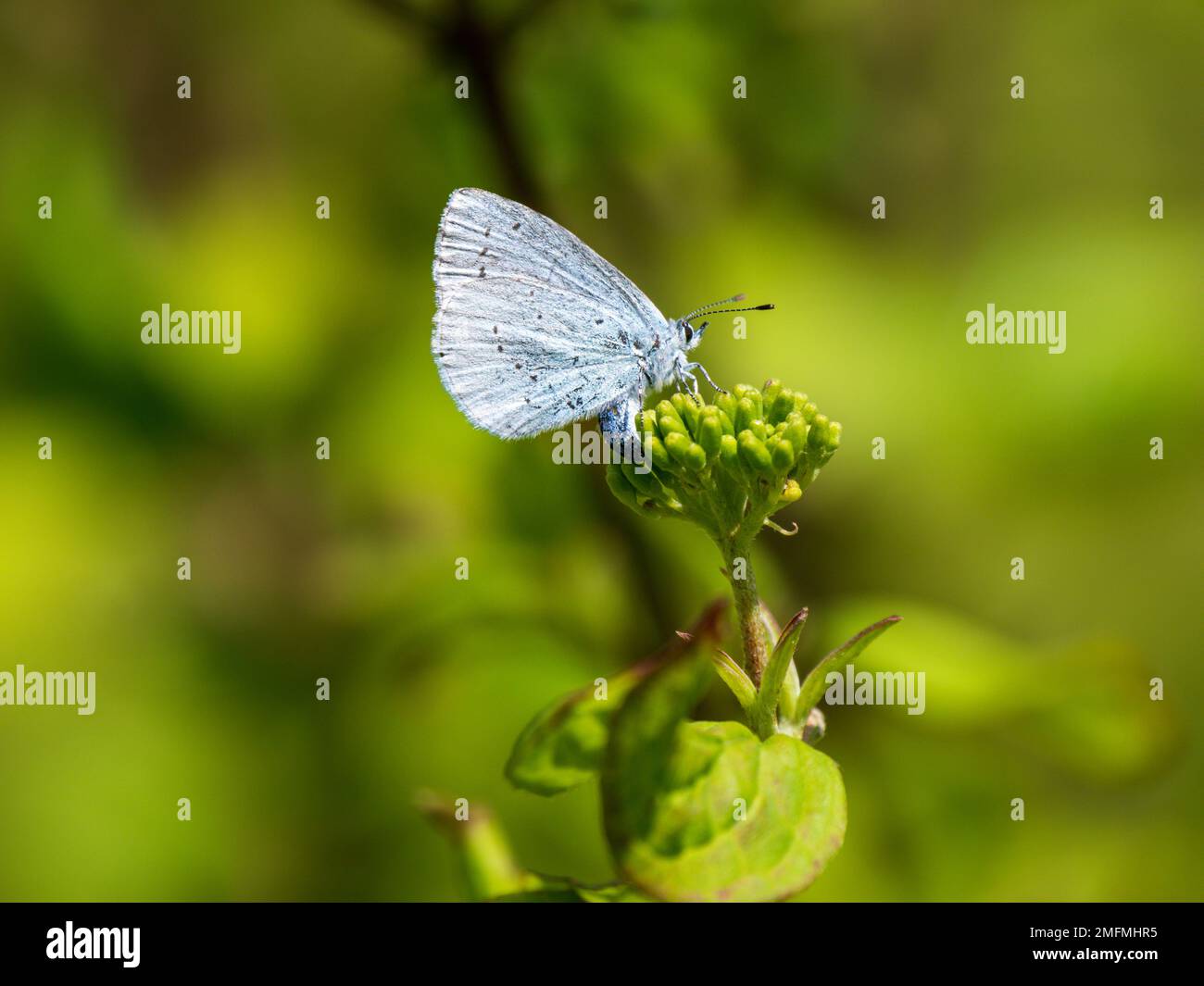 Holly Blue Butterfly Egg Laying Stock Photo - Alamy