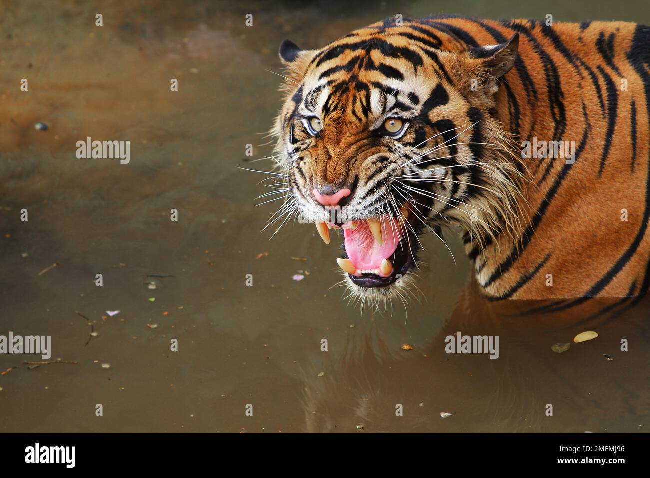 Angry predator hi-res stock photography and images - Alamy