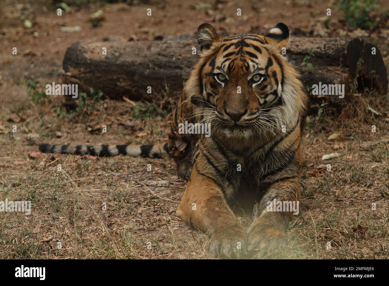 Calm wildlife hi-res stock photography and images - Alamy