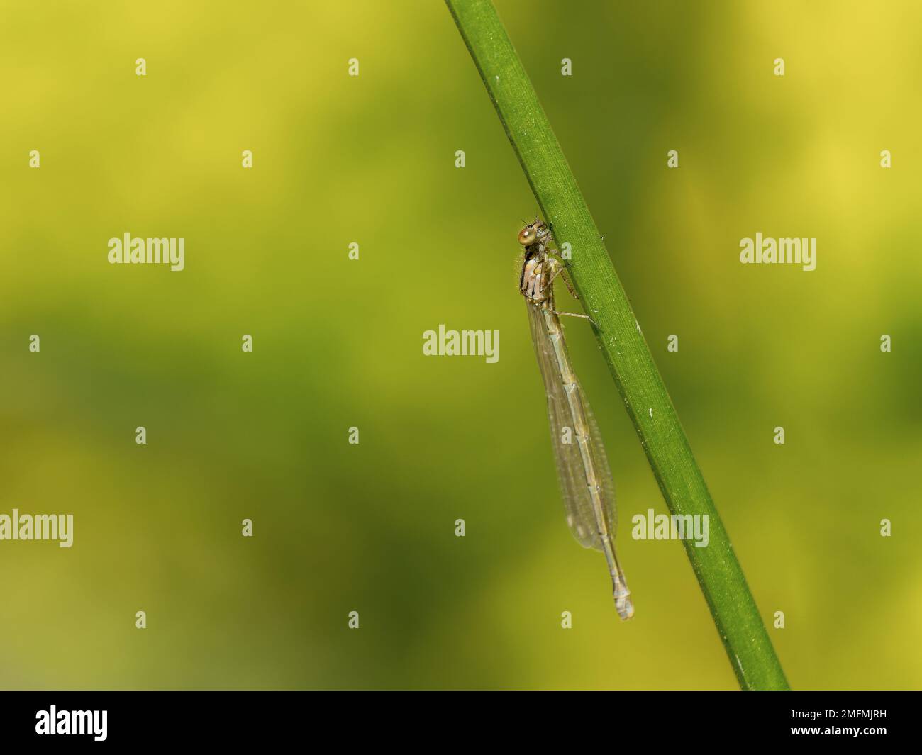 Newly Emerged Azure Damselfly on Flag Iris Drying Out Stock Photo - Alamy Newly Emerged Azure Damselfly on Flag Iris Drying Out Stock Photo - Alamy