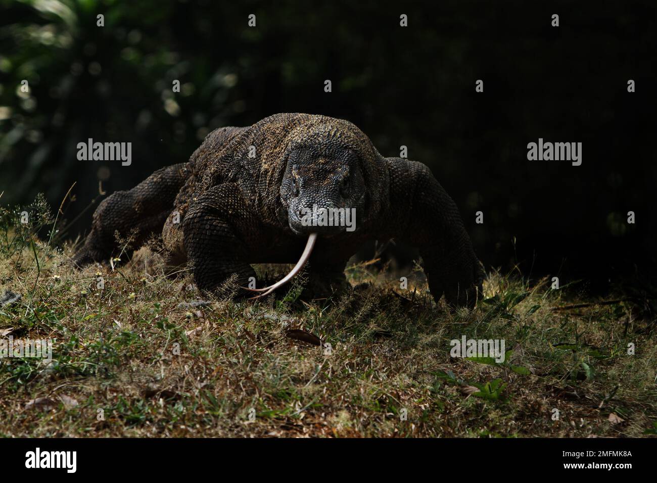 Dragon predator hi-res stock photography and images - Alamy