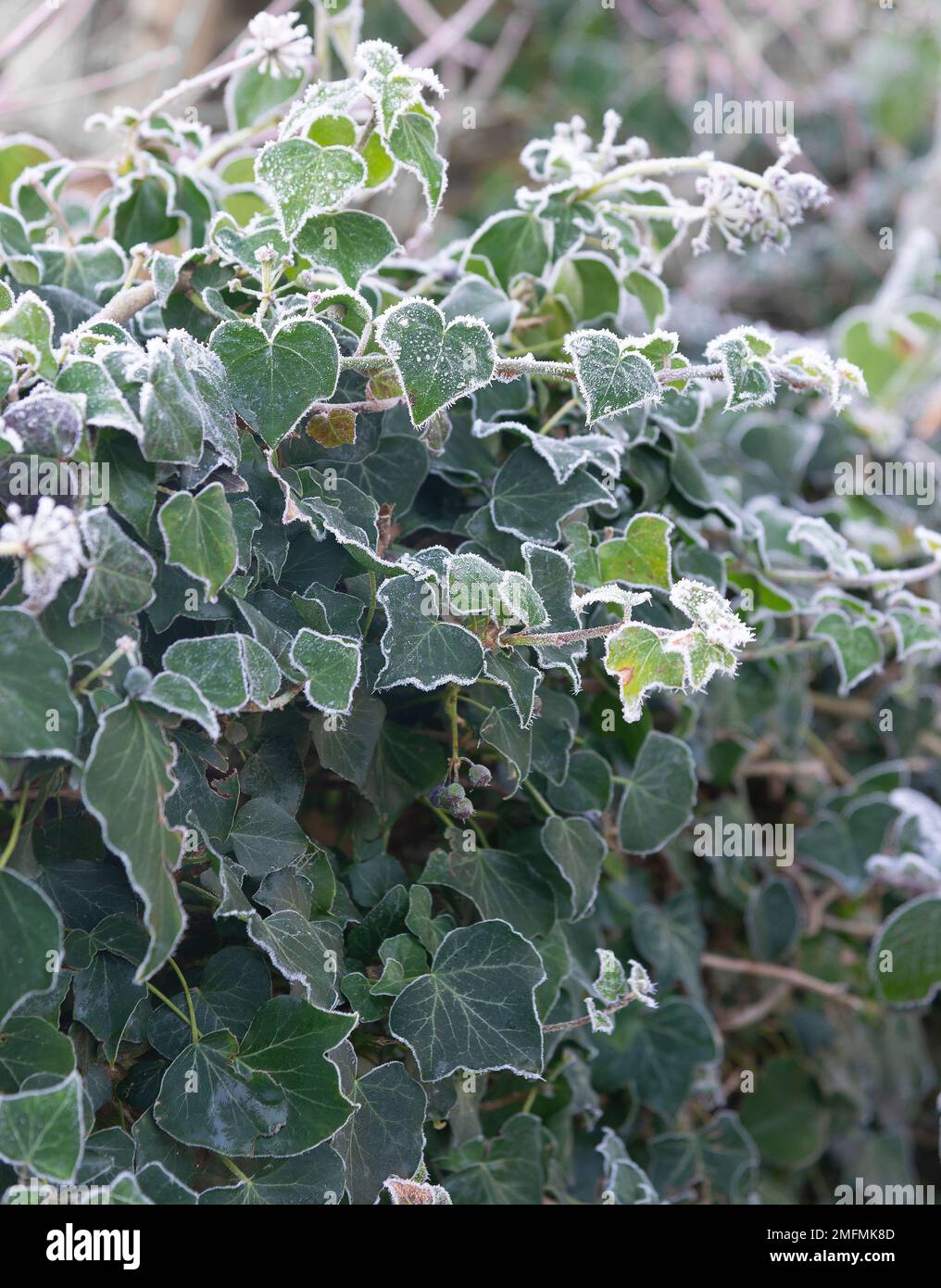 Ivy hedge on a cold winter morning in January 2023 showing frosted ...