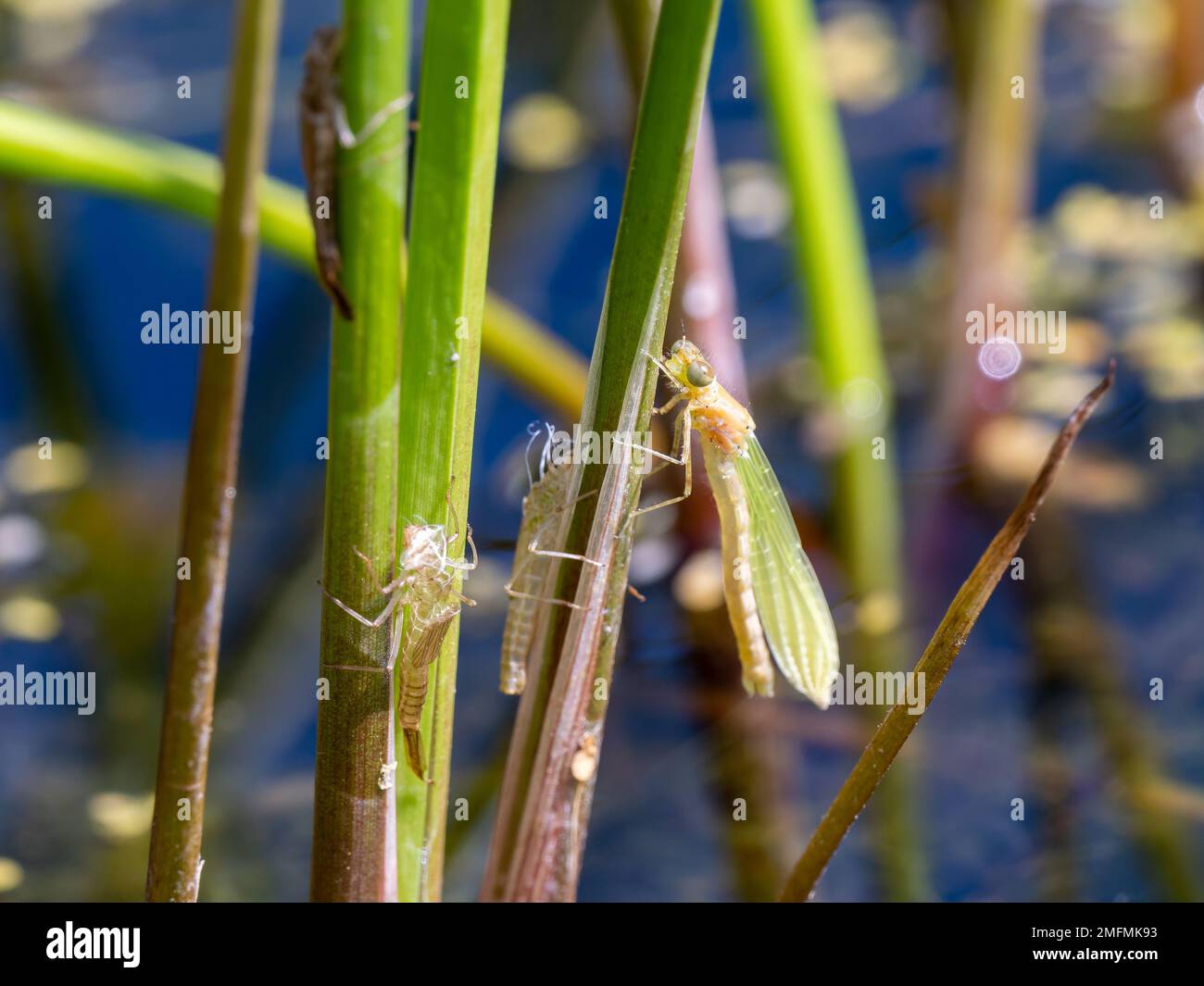 Large Red Damselfly Larva Having Just Emerged Stock Photo - Alamy