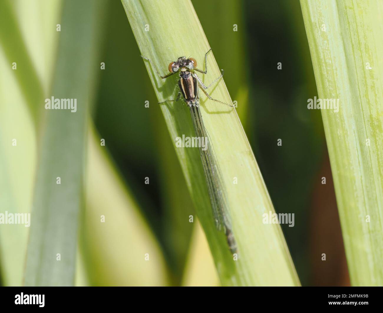 Newly Emerged Azure Damselfly on Flag Iris Drying Out Stock Photo - Alamy Newly Emerged Azure Damselfly on Flag Iris Drying Out Stock Photo - Alamy