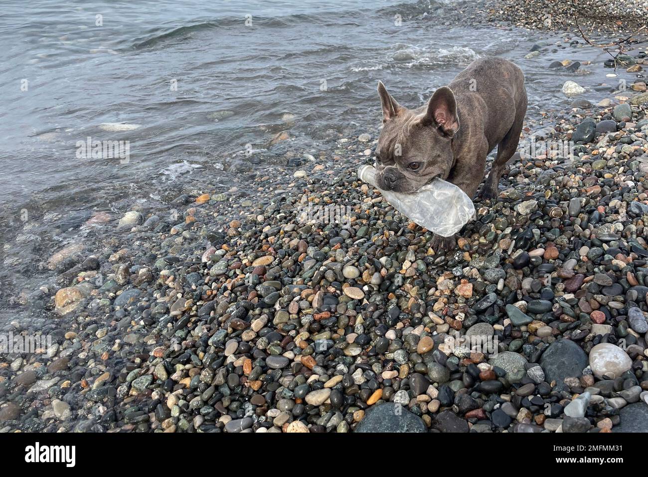 Earth day concept with funny domestic dog pet French Bulldog Stock ...
