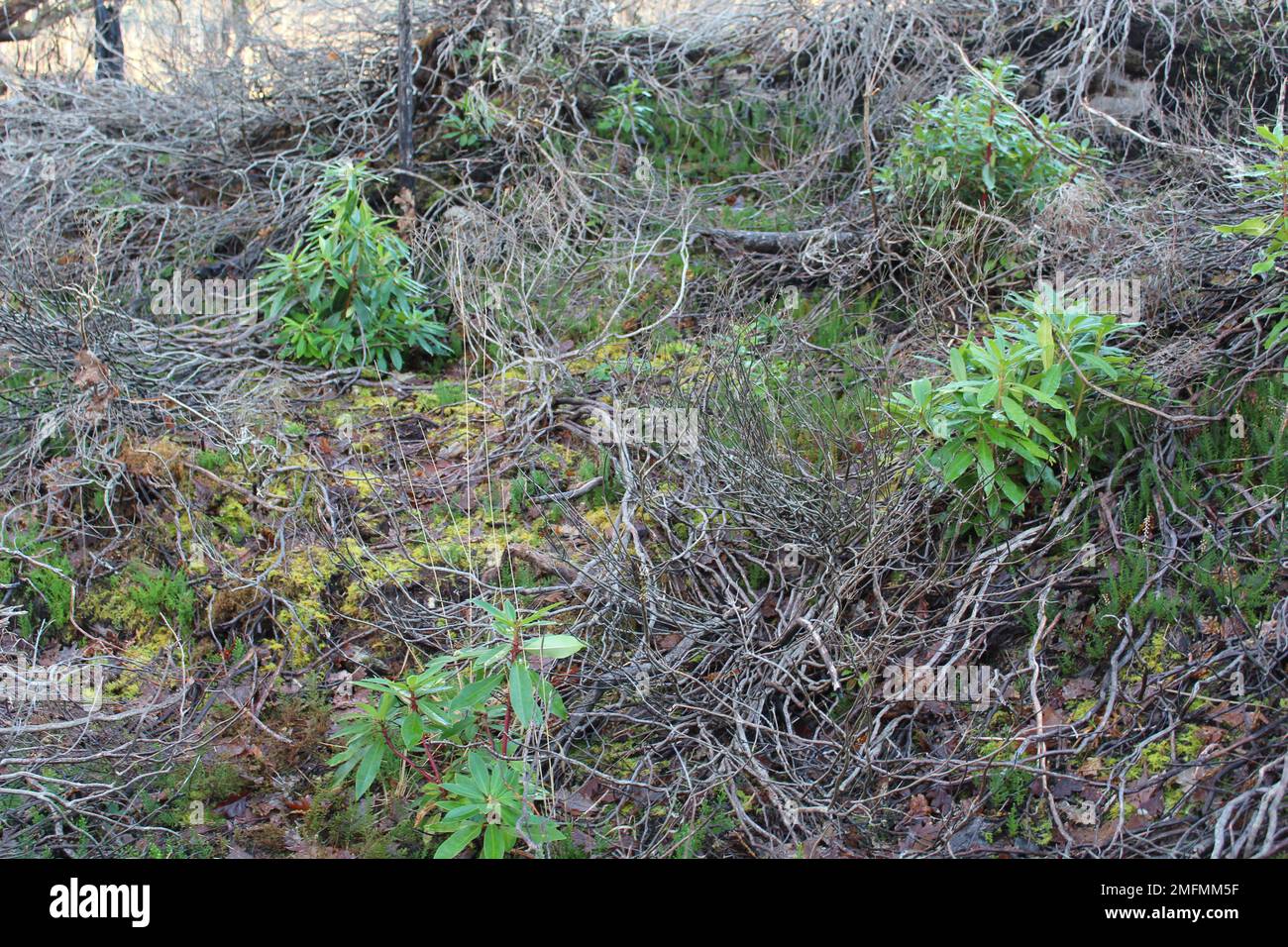 Invasive rhododendrons in Killarney National park, County Kerry ...