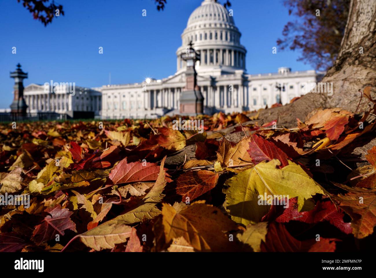 Autumn leaves blanket the lawn of the Capitol in Washington, early ...