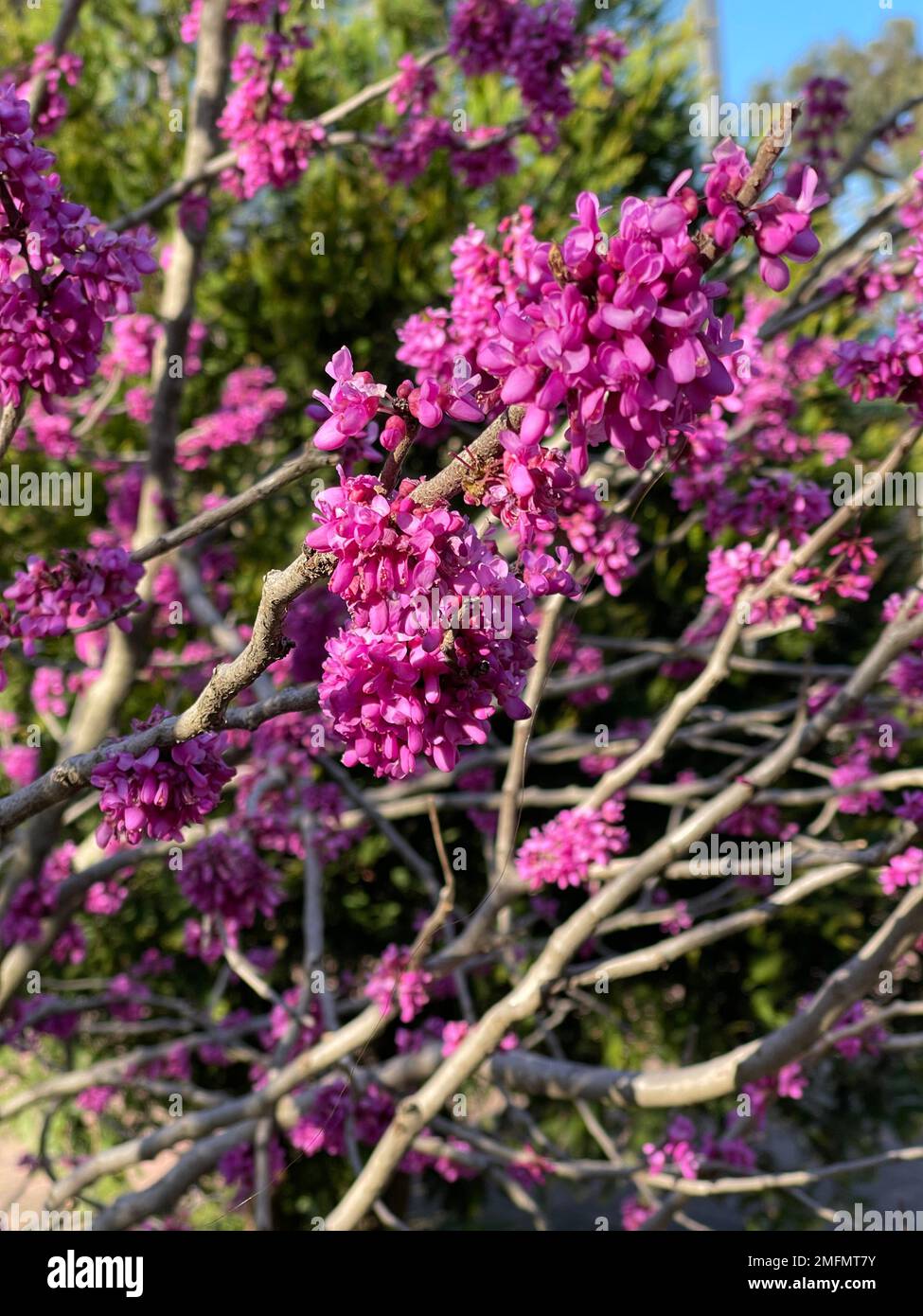 Cercis canadensis (american redbud) hi-res stock photography and images ...