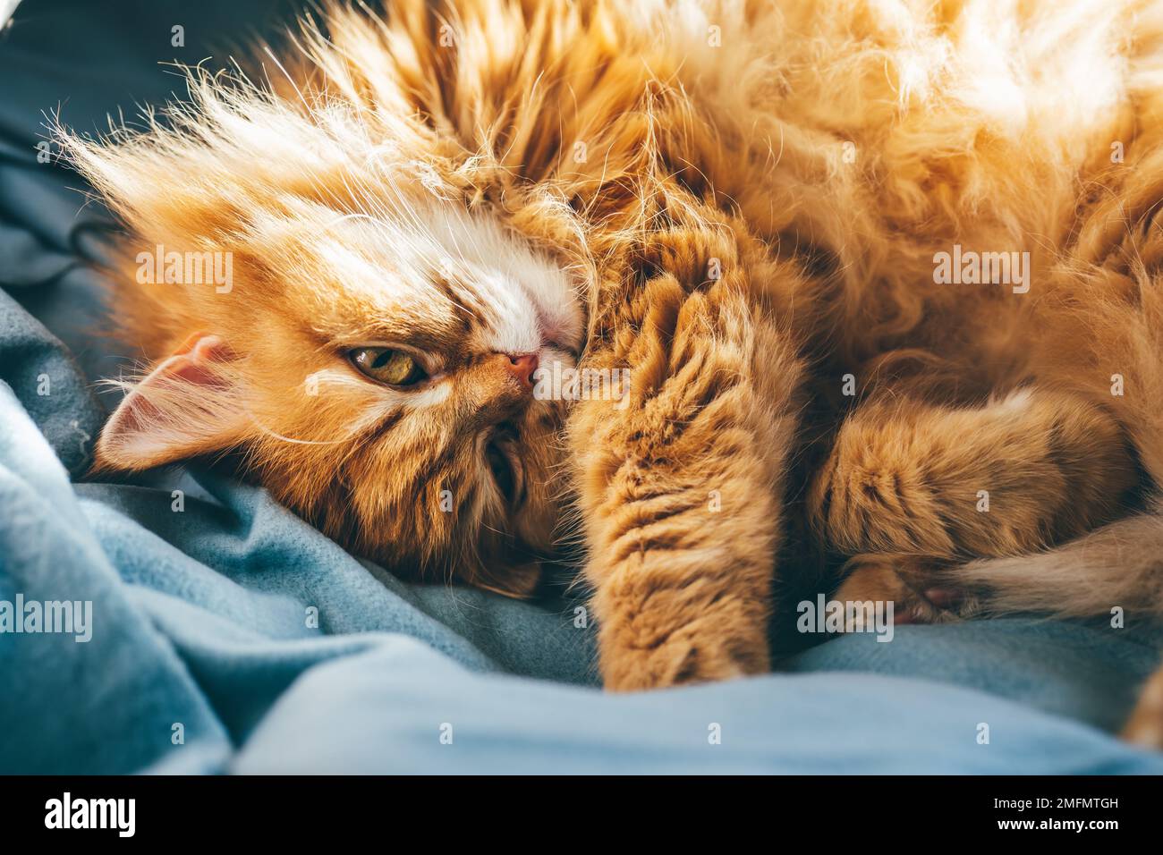 Furry cat hi-res stock photography and images - Alamy