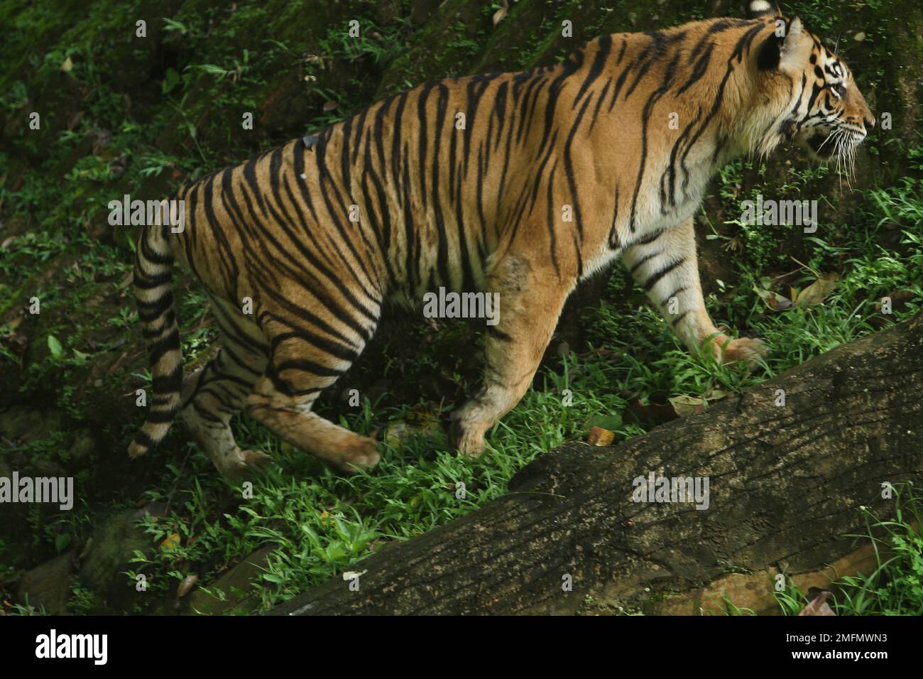 Sumatran tiger wildlife hi-res stock photography and images - Alamy