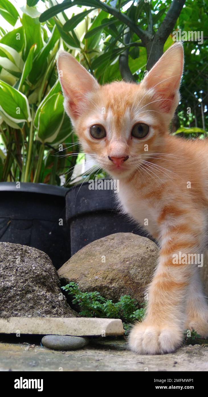 Curious species hi-res stock photography and images - Alamy