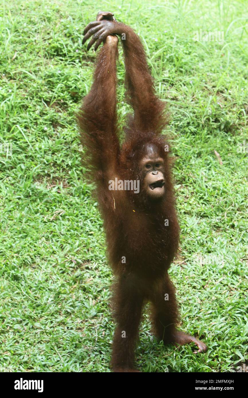 Monkey stretching hi-res stock photography and images - Alamy