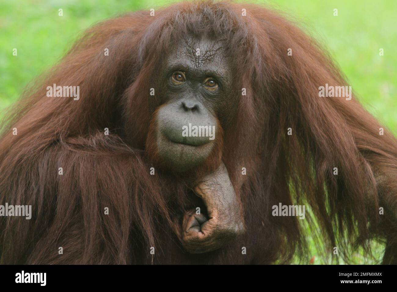 Primate pose hi-res stock photography and images - Alamy