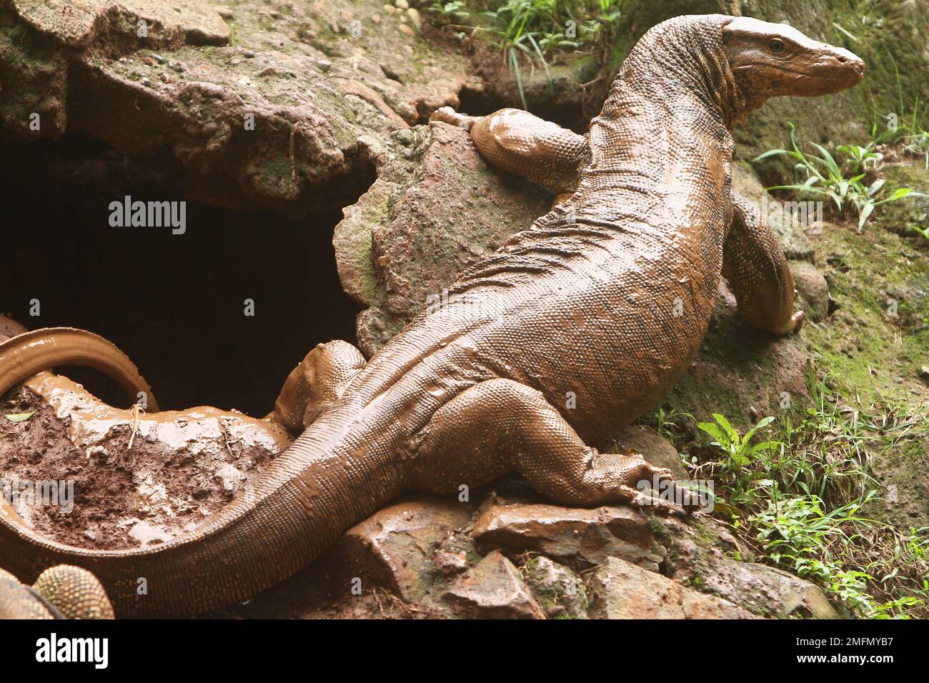Reptile walking zoo grass hi-res stock photography and images - Alamy